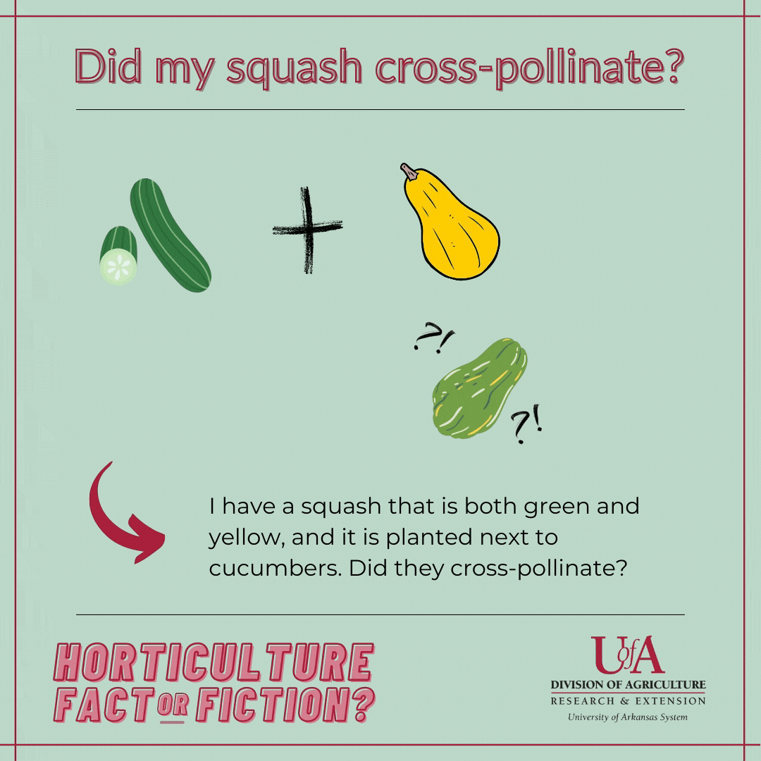 Did my squash cross-pollinate?